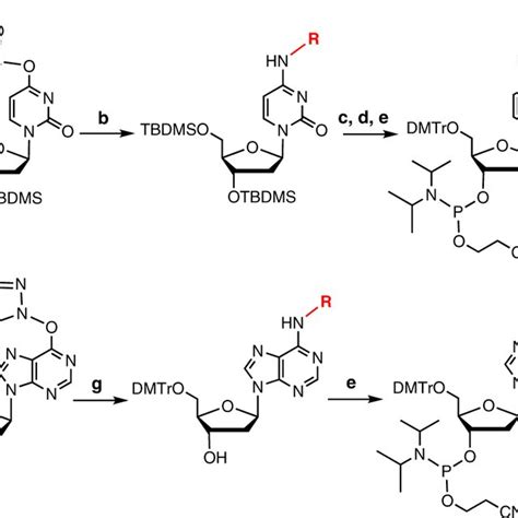 Synthesis Of Guest Containing Nucleosides A Tps Dipea Dcm 0 °c B Download Scientific