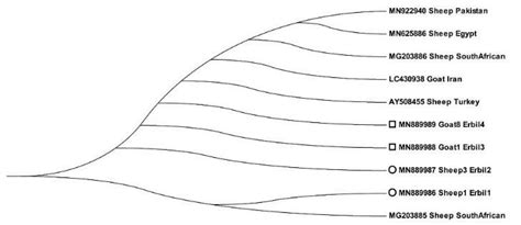 Maximum Likelihood Bootstrap Tree Showing The Relationships Of The