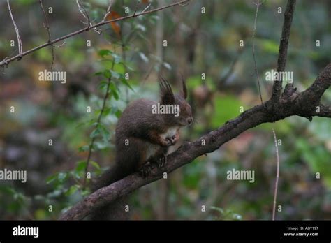 Squirrel Sitting On Tree Stock Photo Alamy