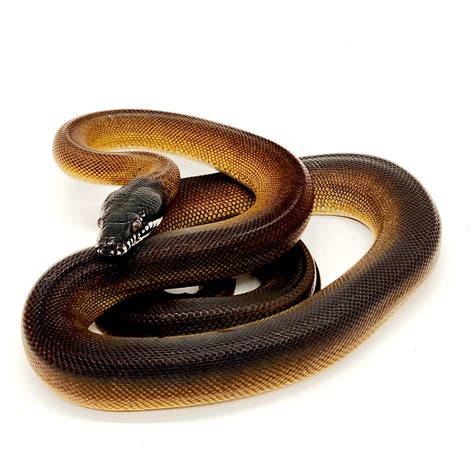 Bothrochilus Albertisii Liaisis Albertisii Python à Lèvre Blanche Femelle Zanimaux Shop