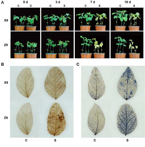 Figure 1 From Comparative Transcriptome Analysis Of Salt Tolerant And