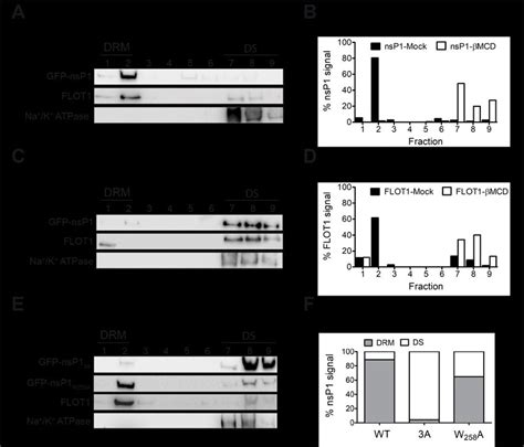 Chikv Nsp1 Partitioning With Lipid Rafts In Human Cells Requires Download Scientific Diagram