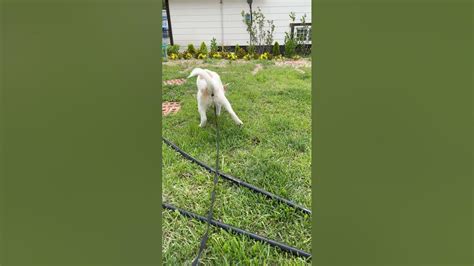 밥 먹을 때 보기 좋은 영상 Youtube