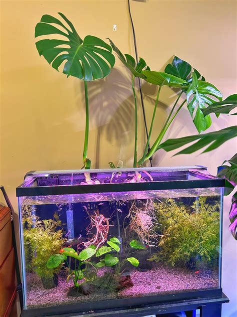 My Aquarium Monstera Rmonstera