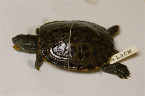 Science In A Half Shell Dissecting Turtles At Home Natural History Museum