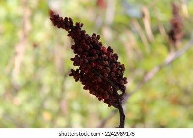20 883 Red Seed Pods Images Stock Photos Vectors Shutterstock