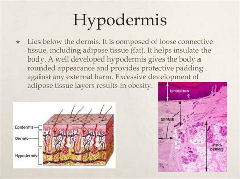 Hypodermis Meaning