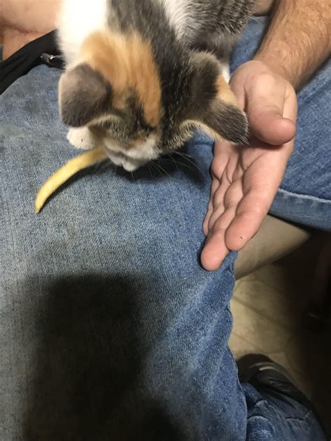 Her Name Is Tiny R Illegallysmolcats