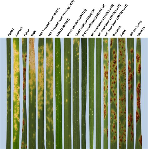 Seedling Stem Rust Responses On Srb And Sr26 Carrying Lines And