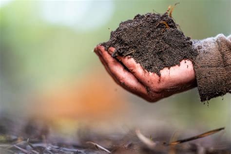 Premium Photo University Babe Conducting Research On Forest Health Farmer Collecting Soil
