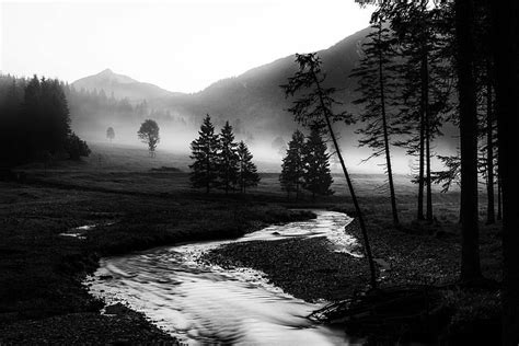 Fondo De Naturaleza En Blanco Y Negro Fondo De La Naturaleza Con La