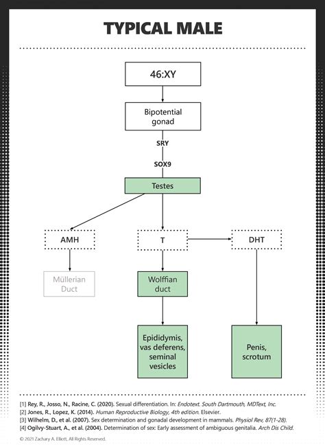 Sex Development Charts Paradox Institute
