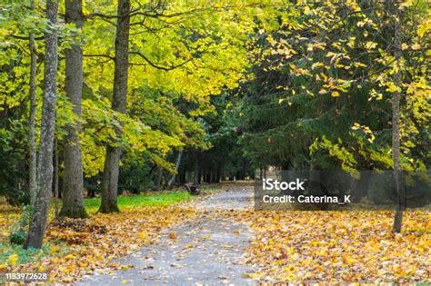도시 공원에서 아름다운 가을 화려한 단풍 나무와 전나무 빈 벤치 가을 시즌에 아름 다운 자연 장면입니다 벨라루스의 가을 공원 0명에 대한 스톡 사진 및 기타 이미지 Istock
