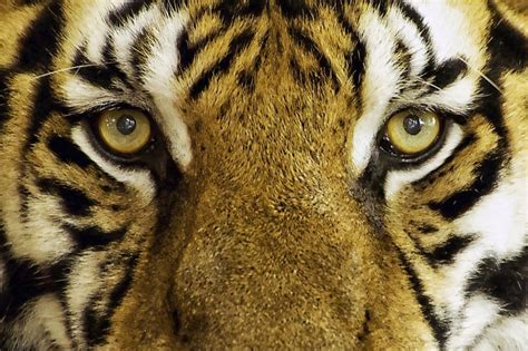 Introducing Tigergraph A Native Parallel Graph Database The New Stack