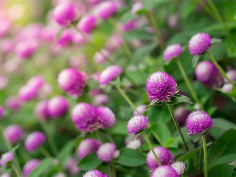 Growing Globe Amaranth Tips For The Care Of Globe Amaranth Flowers Gardening Know How