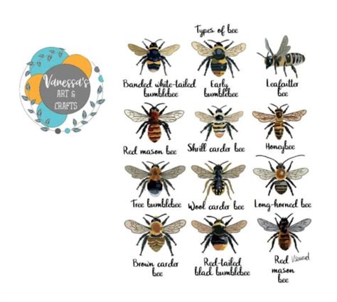 Types Of Bee Bumblebee Uk Bees English Bees Illustration Etsy UK