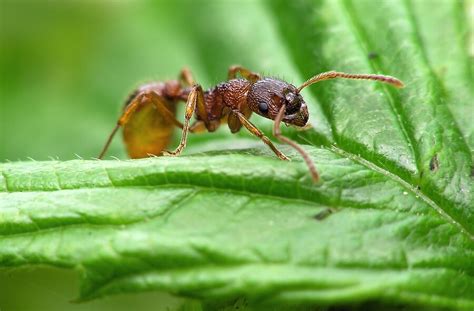 Is Global Warming Shrinking Bugs The Washington Post