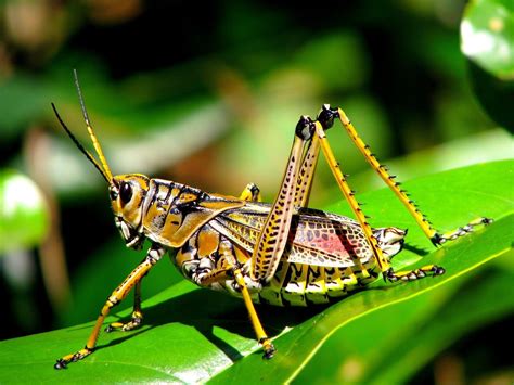 Grasshopper Wallpapers Wallpaper Cave