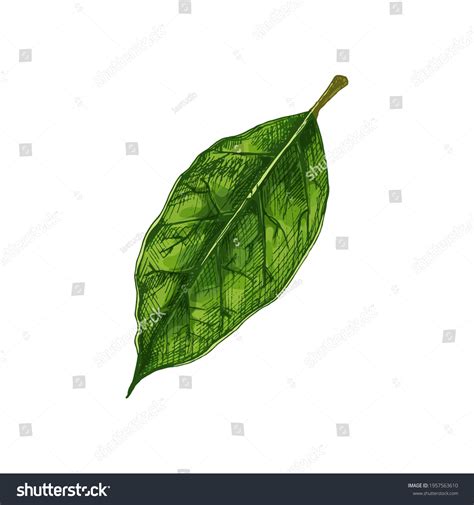 Bay Leaf Vector Vintage Hatching Color Stock Vector Royalty Free