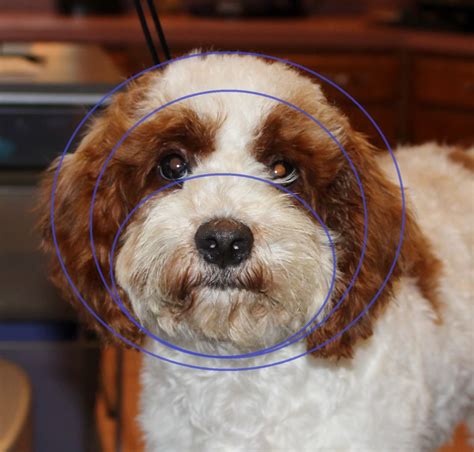 Cockapoo Grooming Round Face Shape Tips