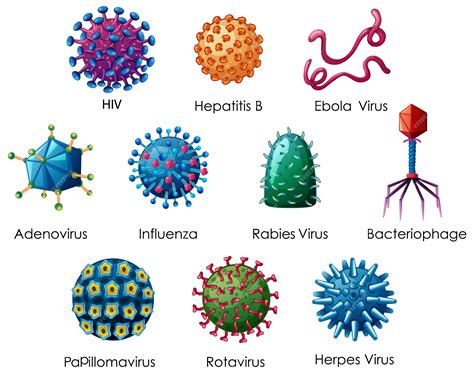 Most Common Types Of Viruses