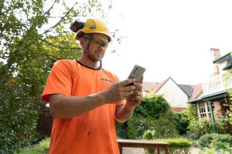 Tree Removal Permits Victoria Trav S Tree Services