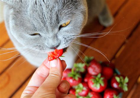 Can Cats Eat Strawberries How To Safely Share The Berry