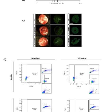 Cardiac Fibroblast Tracing In A Cre Inducible Pdgfra Mouse Model Of Mi Download Scientific