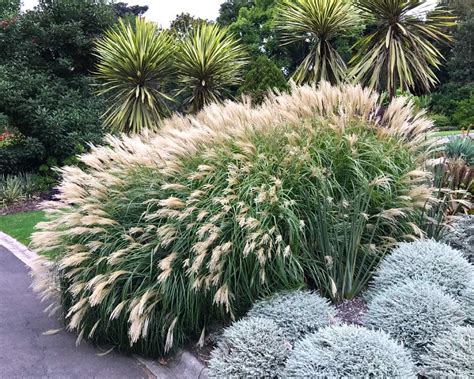 Miscanthus Sinensis Gardensonline
