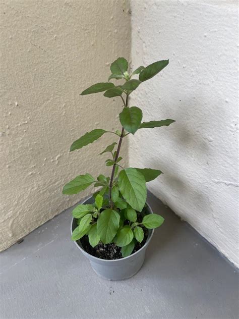 Holy Basil Tulsi Plants Furniture And Home Living Gardening Plants