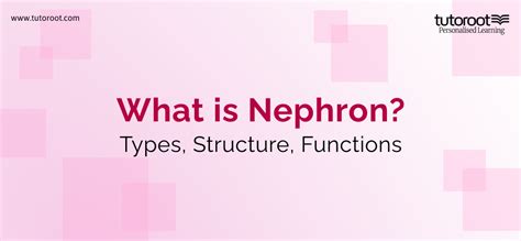 What Is Nephron Structure Functions Types