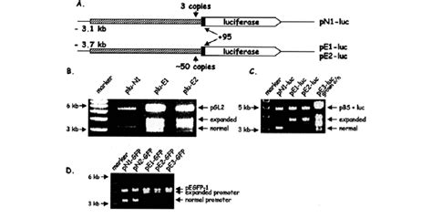 Cstb Promoter Constructs A Schematic Representation Of The