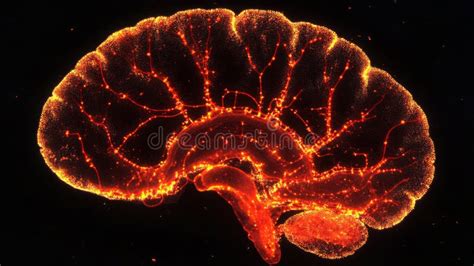 Glowing Human Brain Neural Network Anatomy Stock Illustration