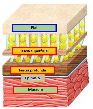 Fascias De La Pared Abdominal Dolopedia
