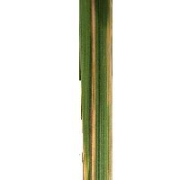 Rice Leaf Disease Detection Obj Object Detection Dataset And Pre Trained Model By Project