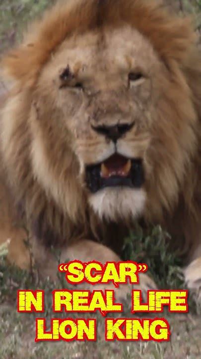 Scar From The Lion King In Real Life Youtube