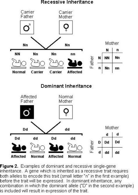 Dominant Recessive Genes Medical Science Teaching Medical Laboratory