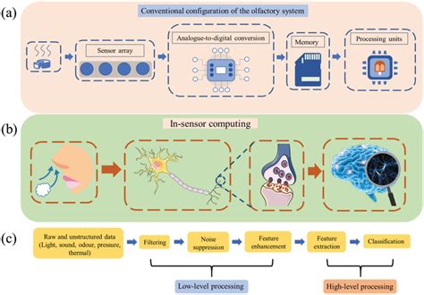 A Schematic Of Conventional Configuration Of The Olfactory System B Download Scientific