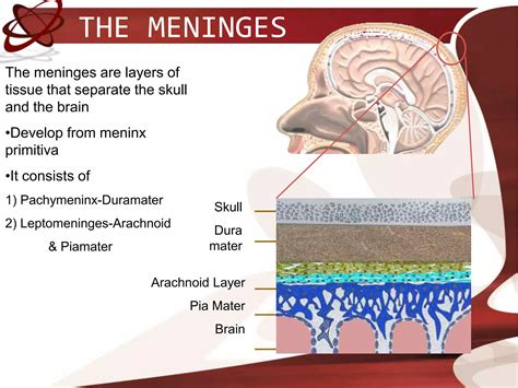 Meningitis Pptx