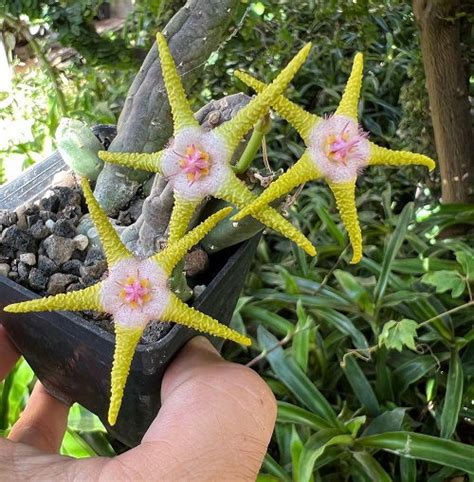 32 Best Stapelia Varieties Types Of Stapelia Succulents