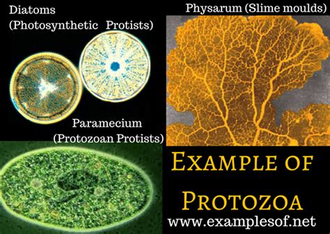 20 Examples Of Protozoa Protista Kingdom Protista