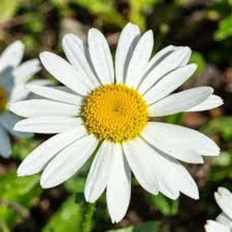 Shasta Daisy Seeds Leucanthemum X Superbum Daisy Flower Seeds Non Gmo Etsy