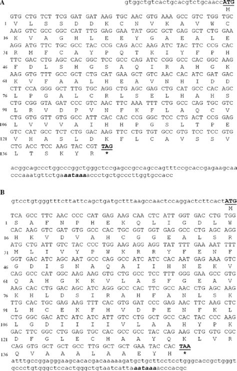 Nucleotide Sequence And Deduced Amino Acid Sequence Of A Globin Chain