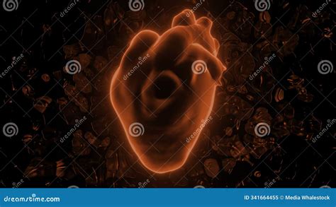 Digital Model Of The Human Realistic Beating Heart Diagnostic Of The Human Circulatory System