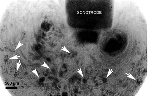 Acoustic Streaming And Dendrite Fragments Arrows Observed In A Download Scientific Diagram