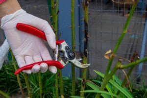 Effective Methods Of Tree Pruning