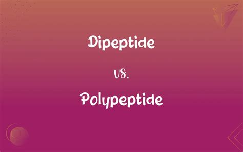 Dipeptide Vs Polypeptide Whats The Difference