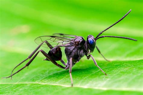 Whats The Difference Between Hornets And Wasps Vespa Solitary Social Hymenoptera Facts