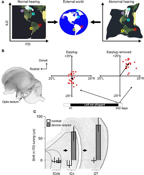 Frontiers Developmental Plasticity Of Spatial Hearing Following Asymmetric Hearing Loss