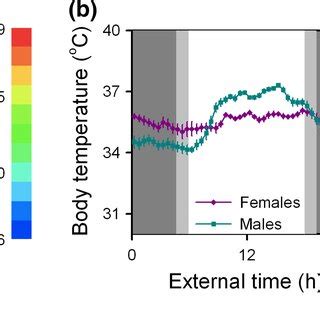 Sex Differences In Daily Activity Rhythms Make Diurnality More Download Scientific Diagram